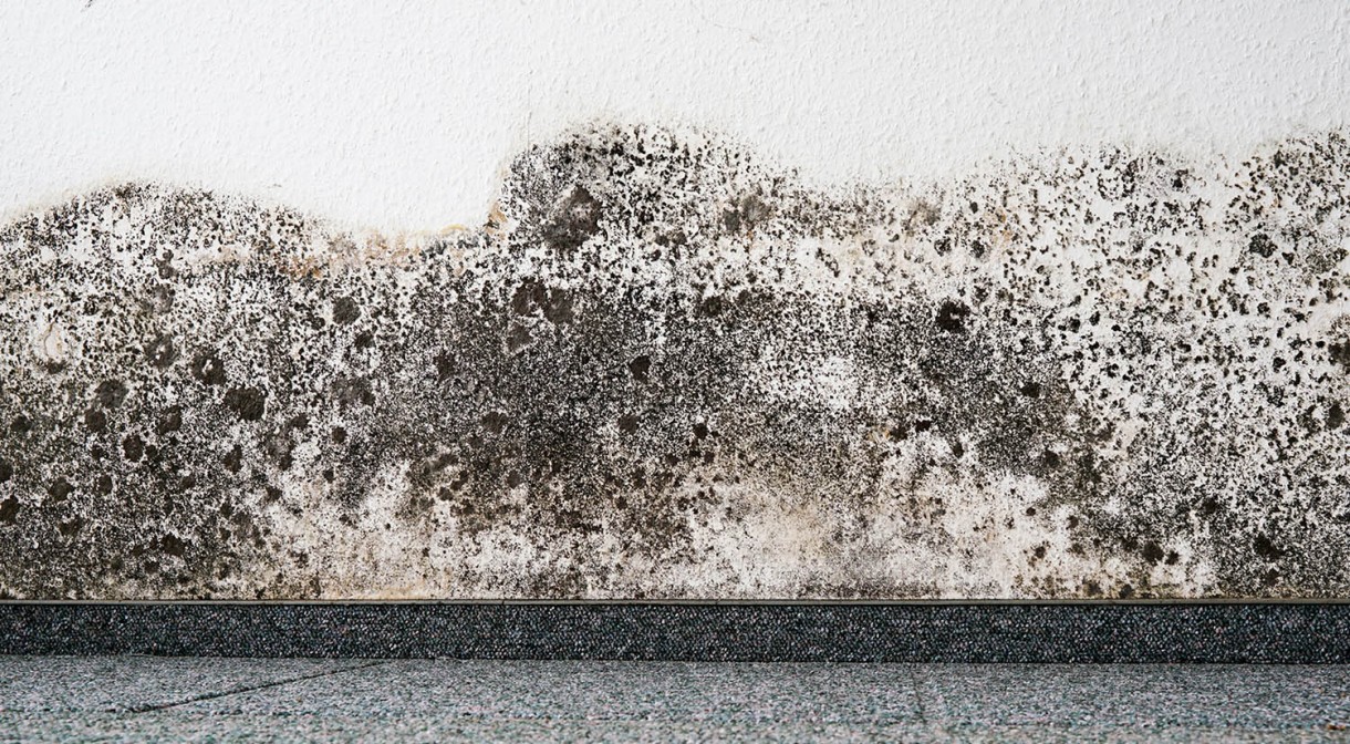 Dealing with Dampness online guide - Painting and Decorating News ...